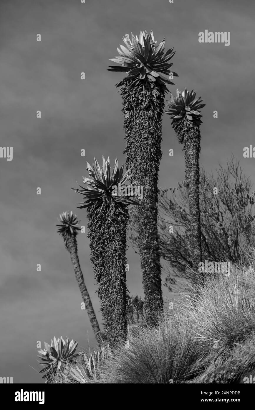 Espeletia (Espeletia albarregensis) is also known as Frailejones or Big ...