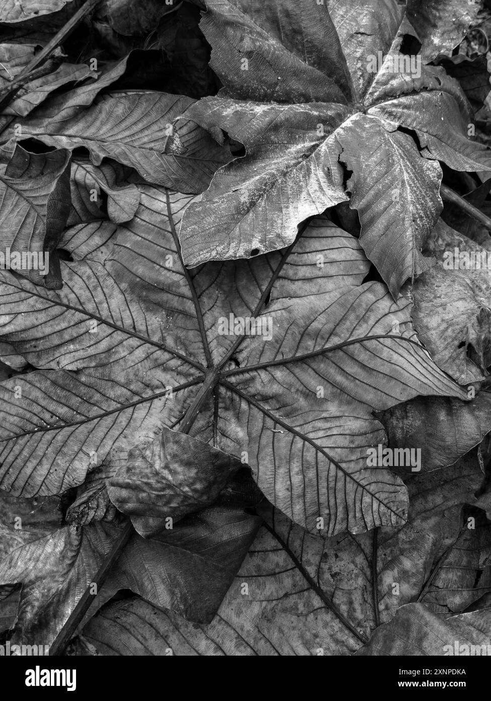 Leaves of the sacred Yarumo Blanco (Cecropia telealba) tree in the ...