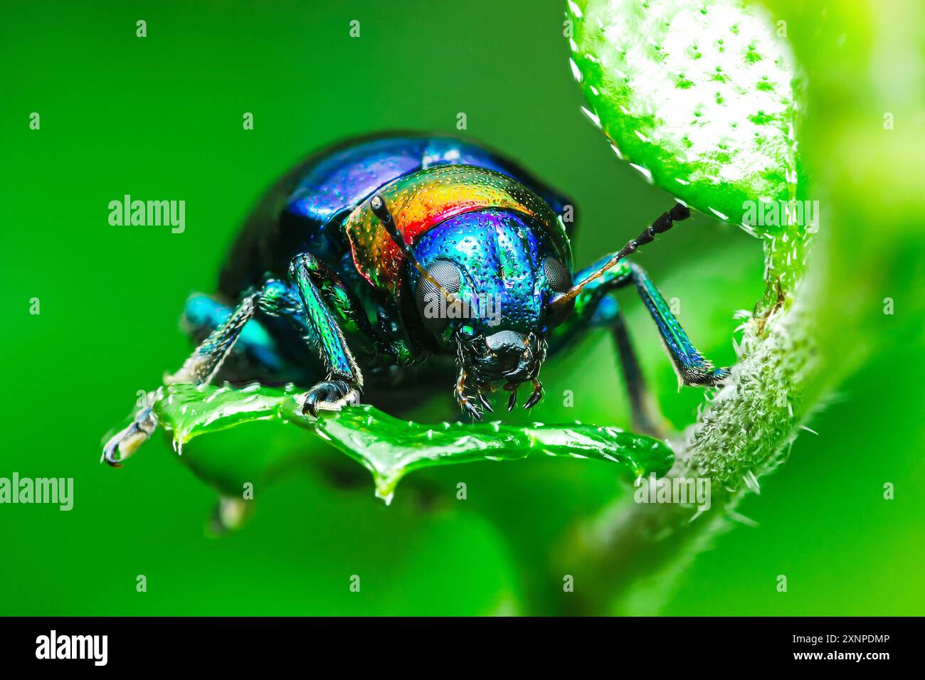 Blue Milkweed Beetle, Carabaeidae bug or family ladybug on green leaf ...