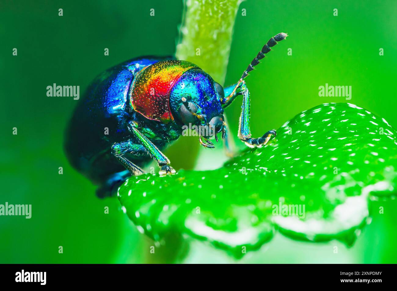 Blue Milkweed Beetle, Carabaeidae bug or family ladybug on green leaf ...
