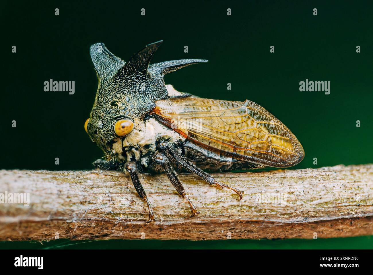 Centrotus cornutus, thorn-hopper is species of Treehoppers on tree ...