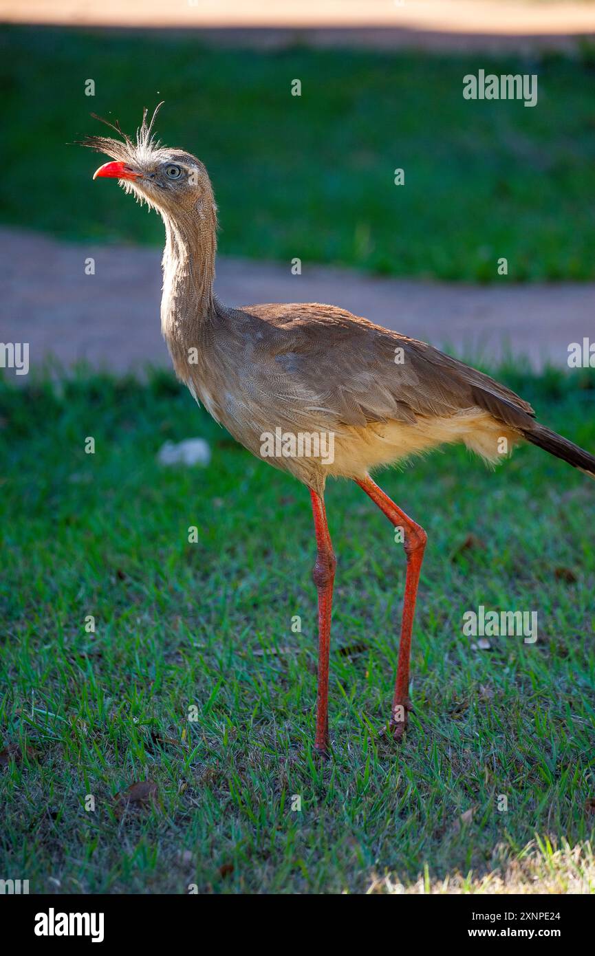 Seriema bird at Emas National Park, Goiás Estate, Brazil Stock Photo ...