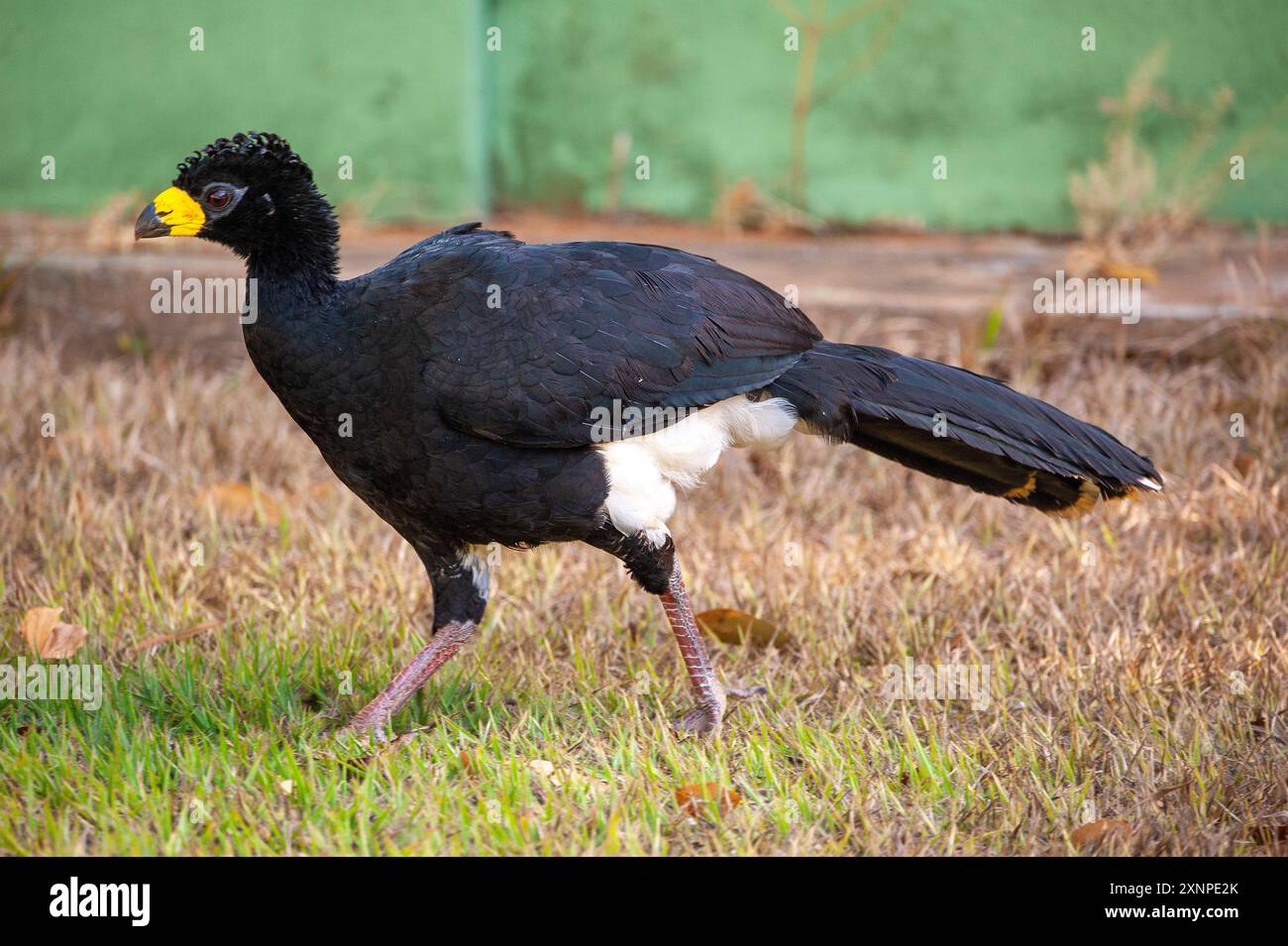 Brazilian national bird hi-res stock photography and images - Alamy