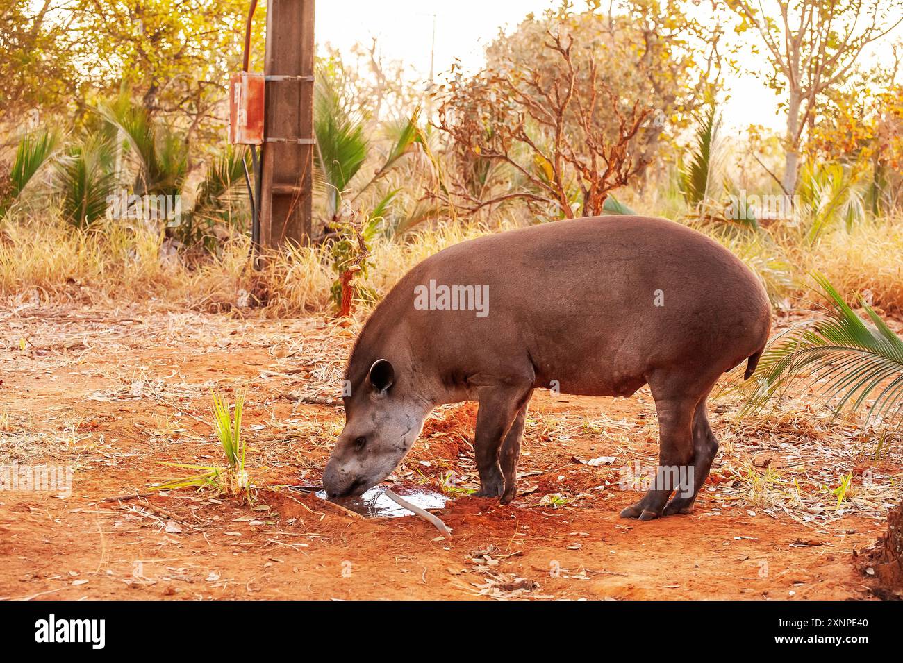 Tapir drinking water, this is the biggest South American mammal at Emas ...