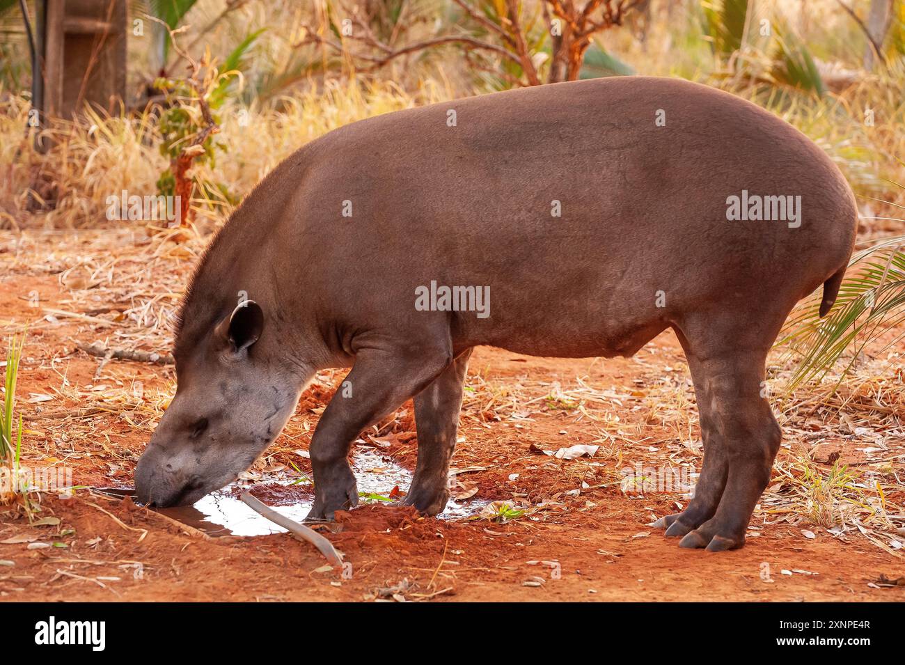 Tapir drinking water, this is the biggest South American mammal at Emas ...