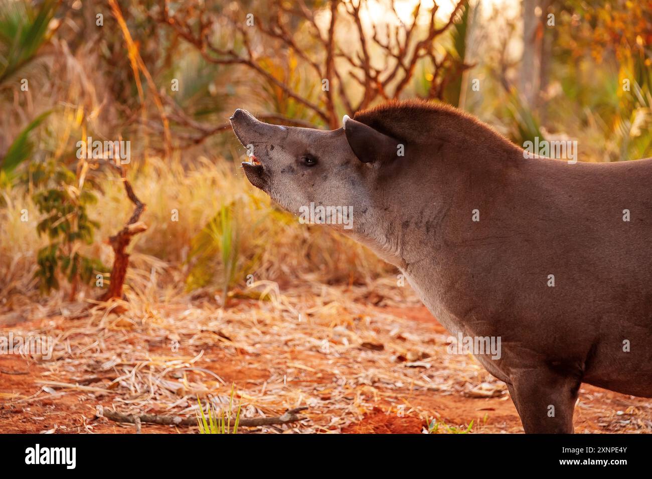 Tapir drinking water, this is the biggest South American mammal at Emas ...