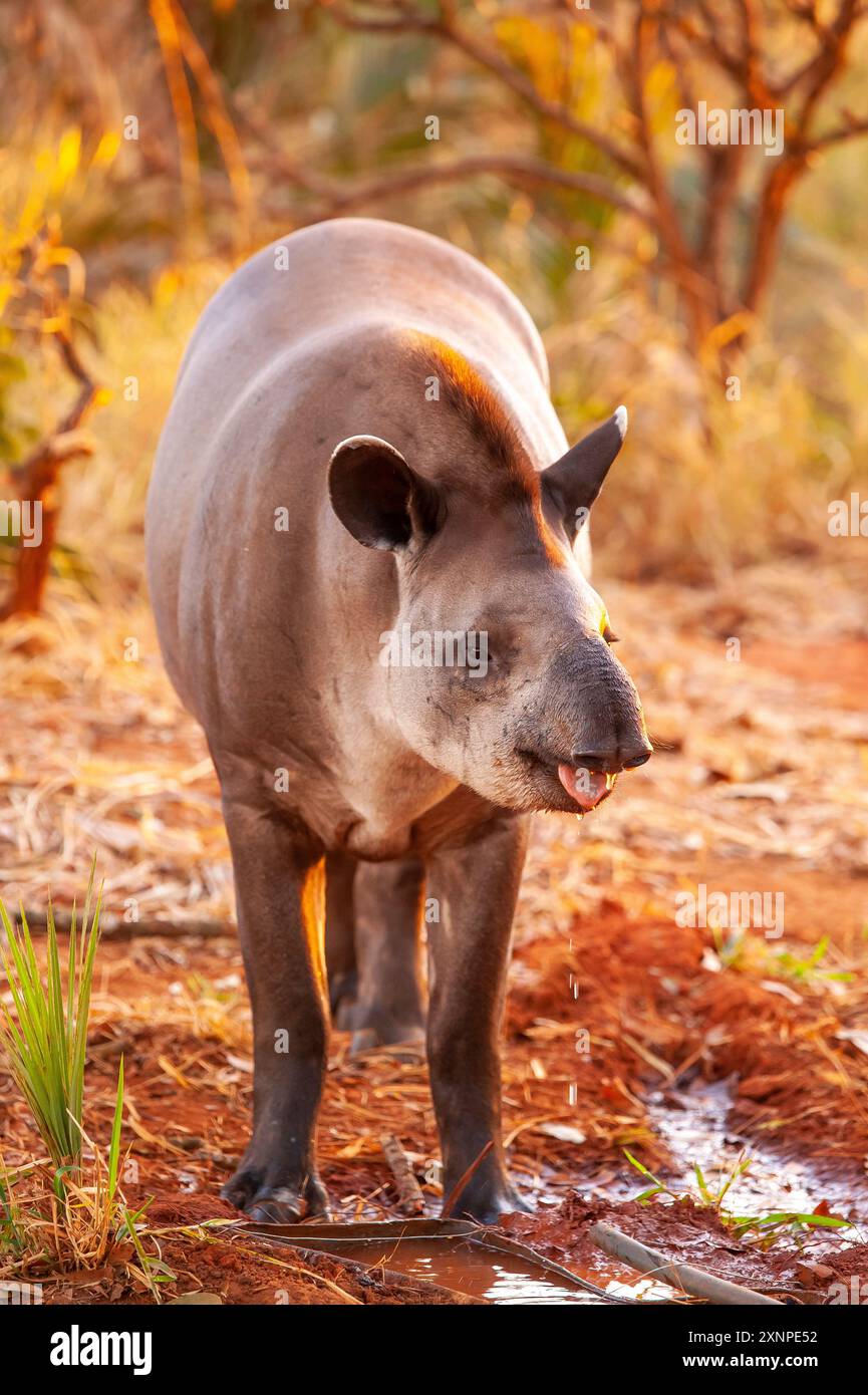 Tapir drinking water, this is the biggest South American mammal at Emas ...