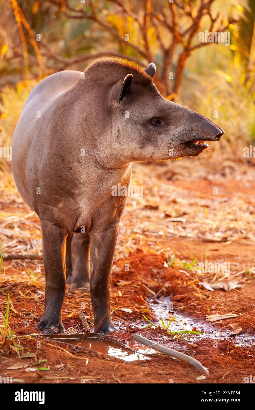 Tapir drinking water, this is the biggest South American mammal at Emas ...