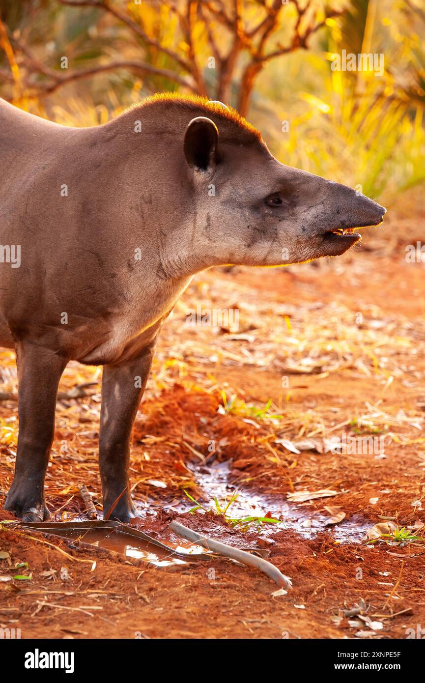Tapir drinking water, this is the biggest South American mammal at Emas ...