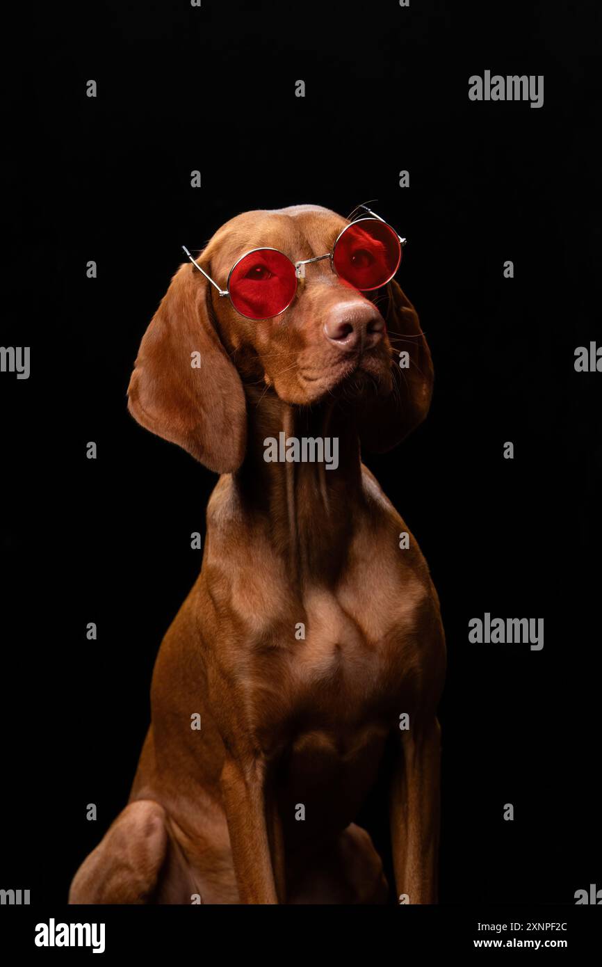 A dog of the Hungarian Vizsla breed on a black background with glasses ...