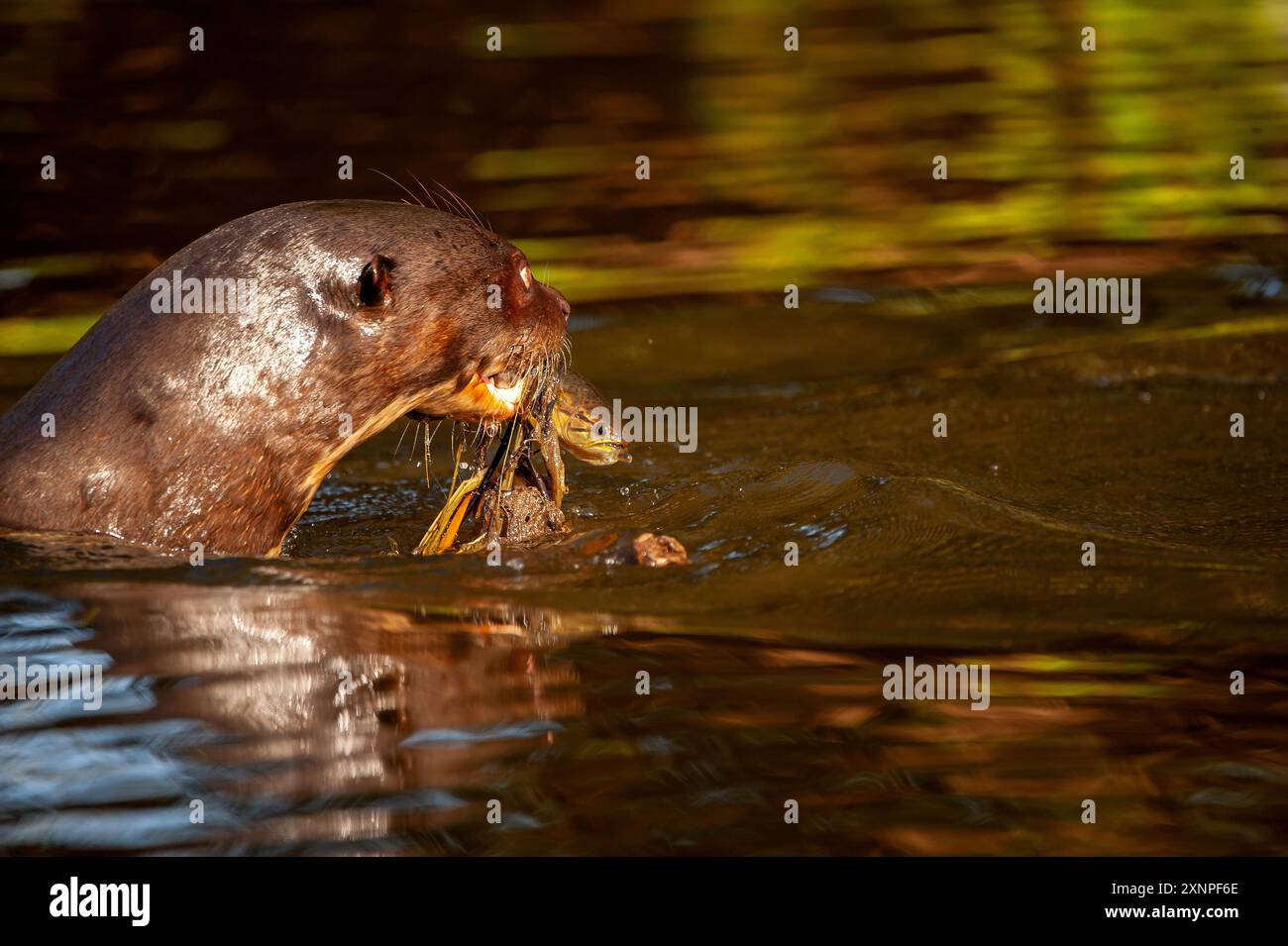 Giant otter eating fish at Corixo Negro, Meeting of Waters Park ...
