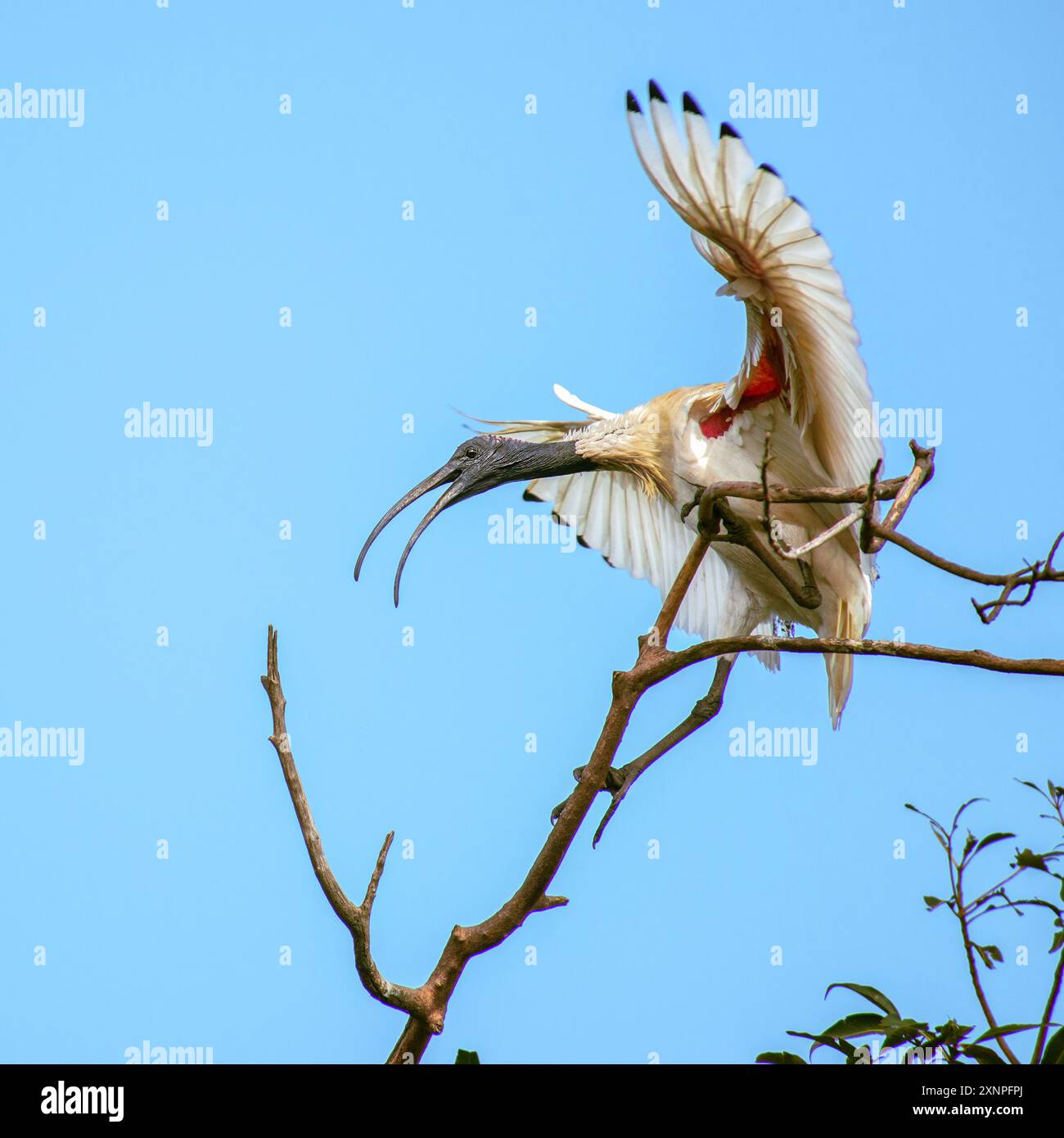 The Australian white ibis is a wading bird of the ibis family ...