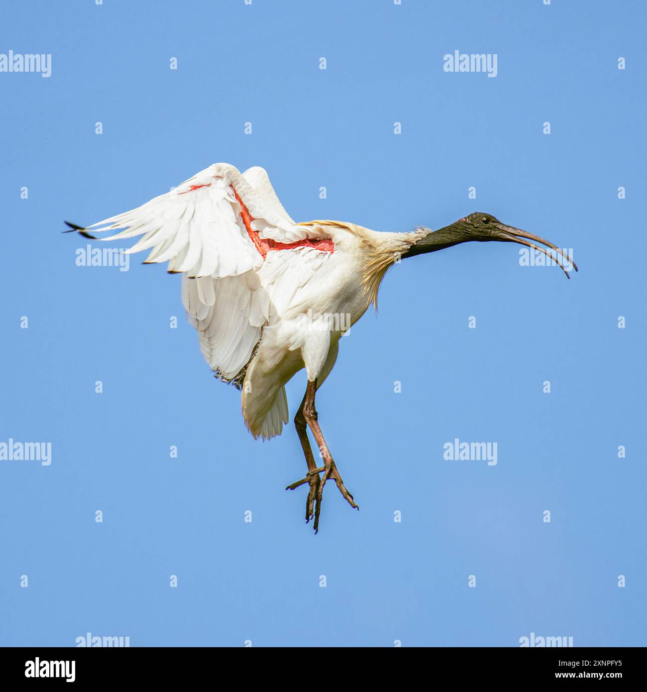 The Australian white ibis is a wading bird of the ibis family ...