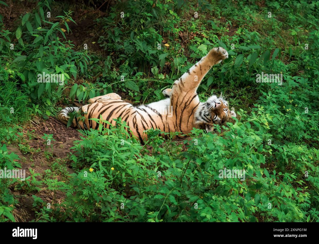 The Siberian tiger or Amur tiger enjoying and laying in the grass ...
