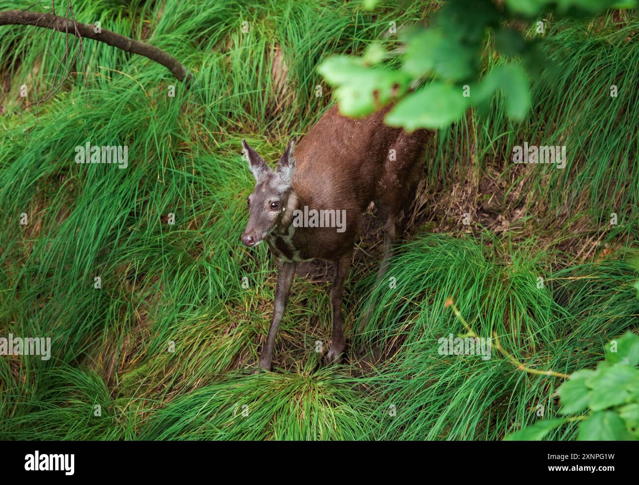 The Siberian musk deer (Moschus moschiferus) walking in the Far east of ...
