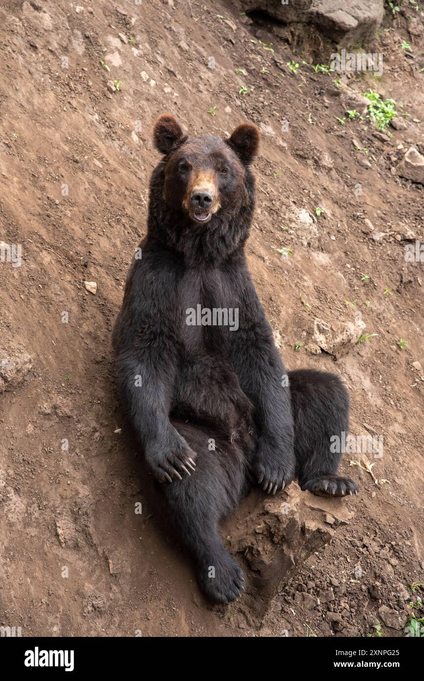 The Kamchatka brown bear (Ursus arctos beringianus), also known as the ...