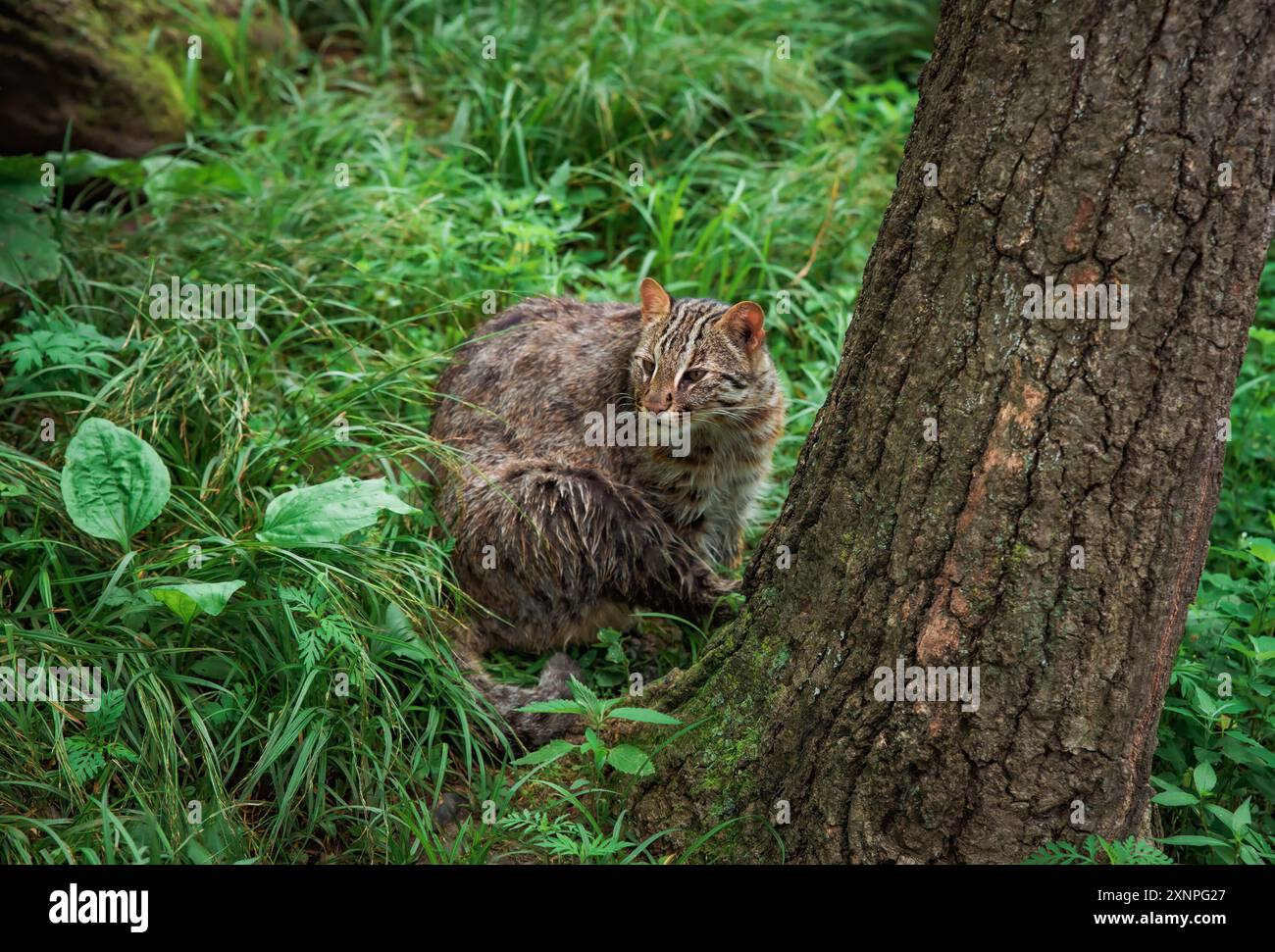 The Amur leopard cat (Prionailurus bengalensis euptilura) living in ...