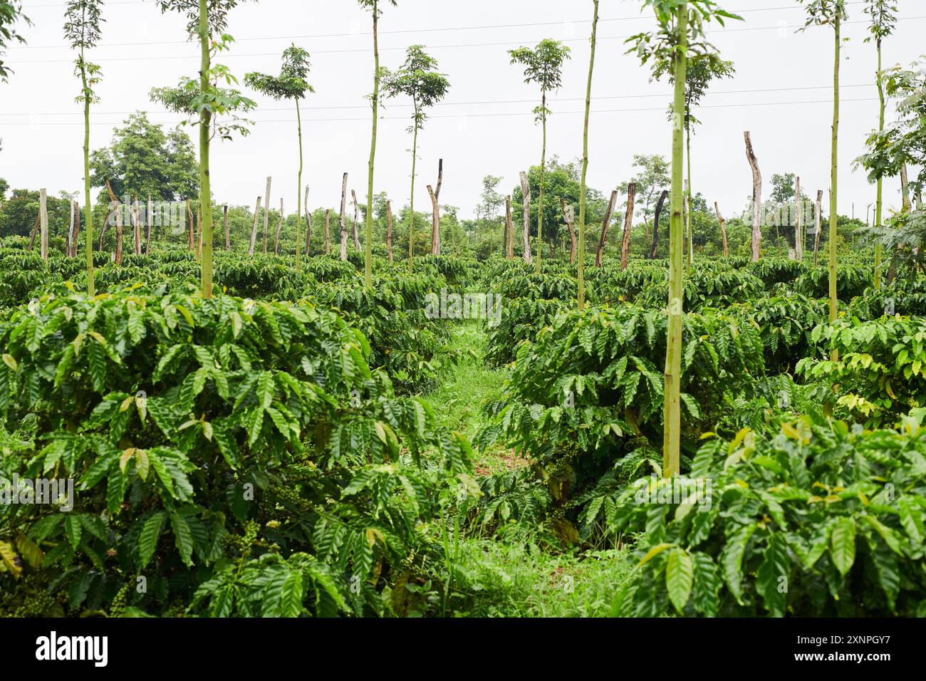 Robusta Coffee Plantation