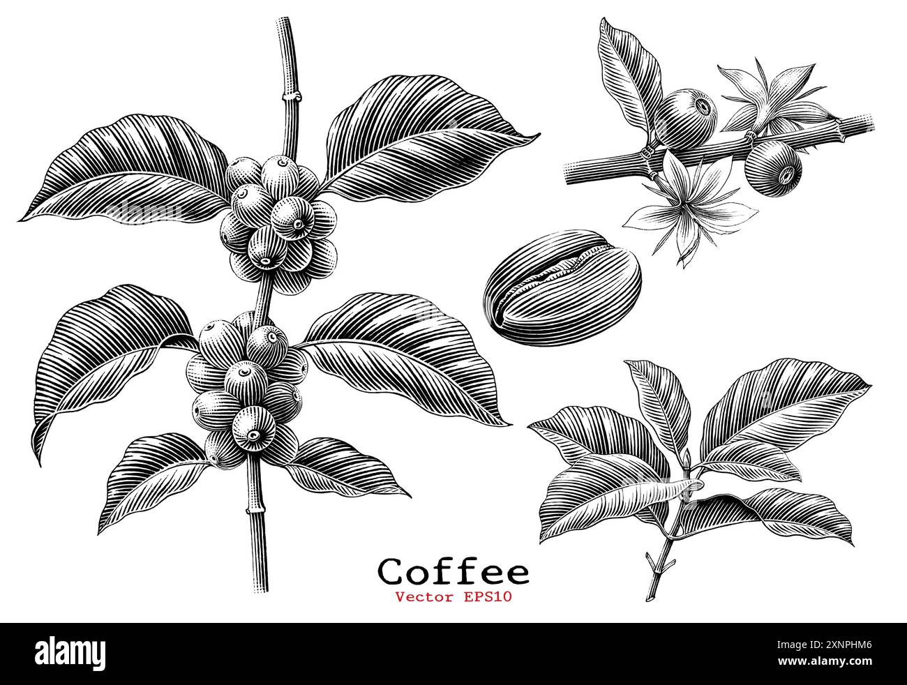 Coffee branch,Coffee flower,Coffee bean hand drawing vintage clip art ...