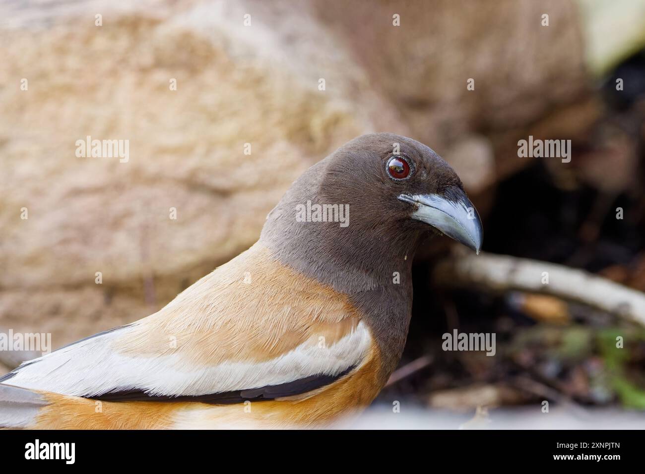Indian treepie bird hi-res stock photography and images - Alamy