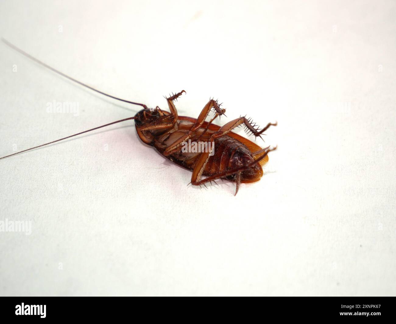 Kitchen cockroach hi-res stock photography and images - Alamy