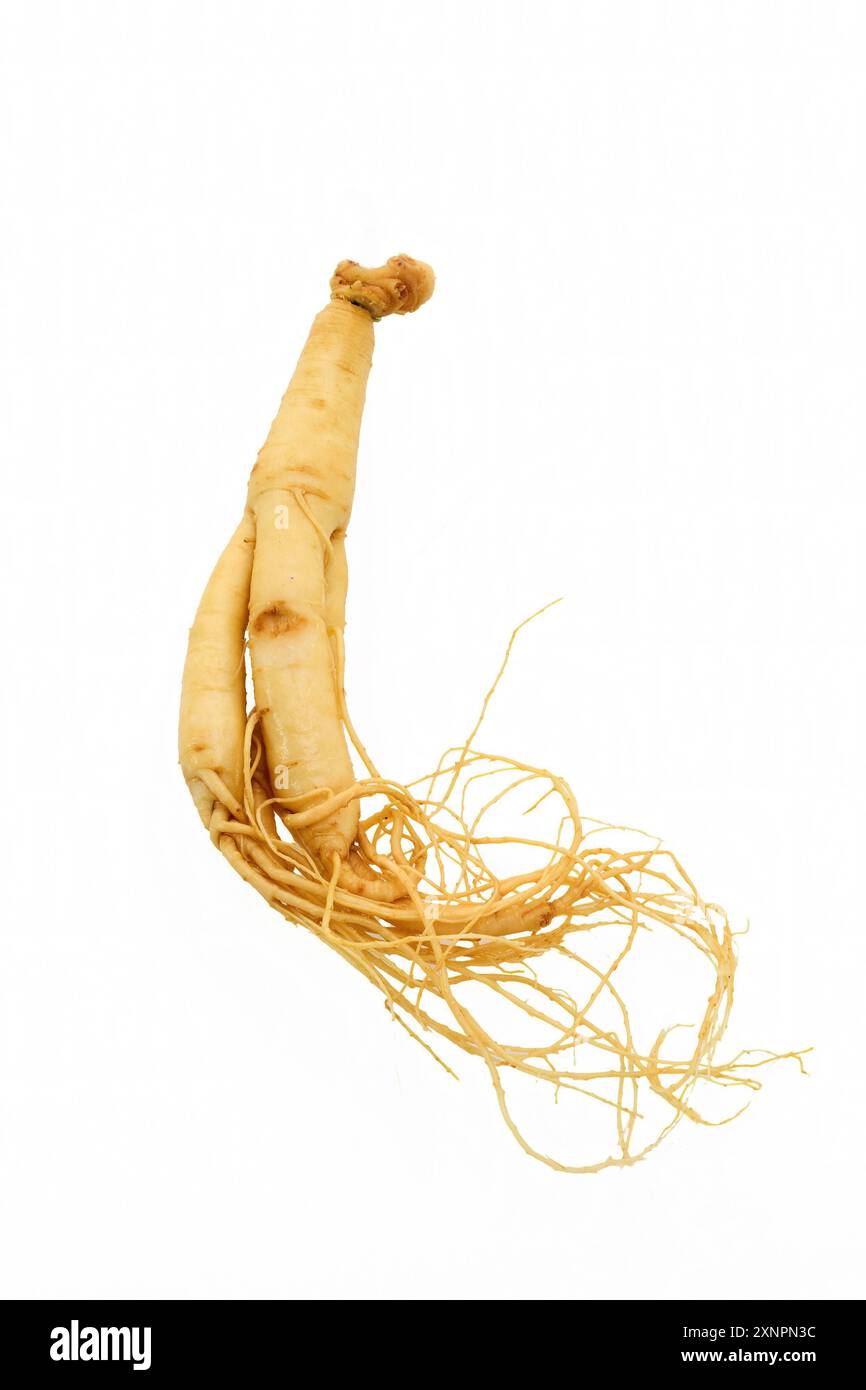 A single ginseng root with white background Stock Photo - Alamy