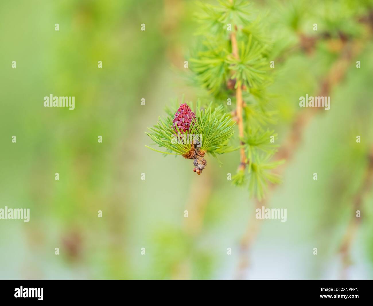 Larch tree fresh pink cones blossom at spring on nature background ...