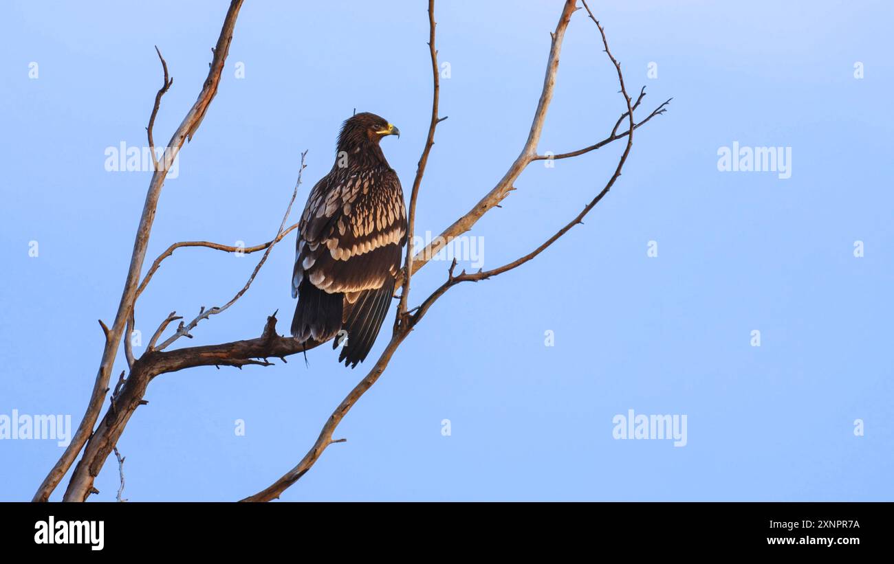 Greater spotted eagle Stock Photo - Alamy