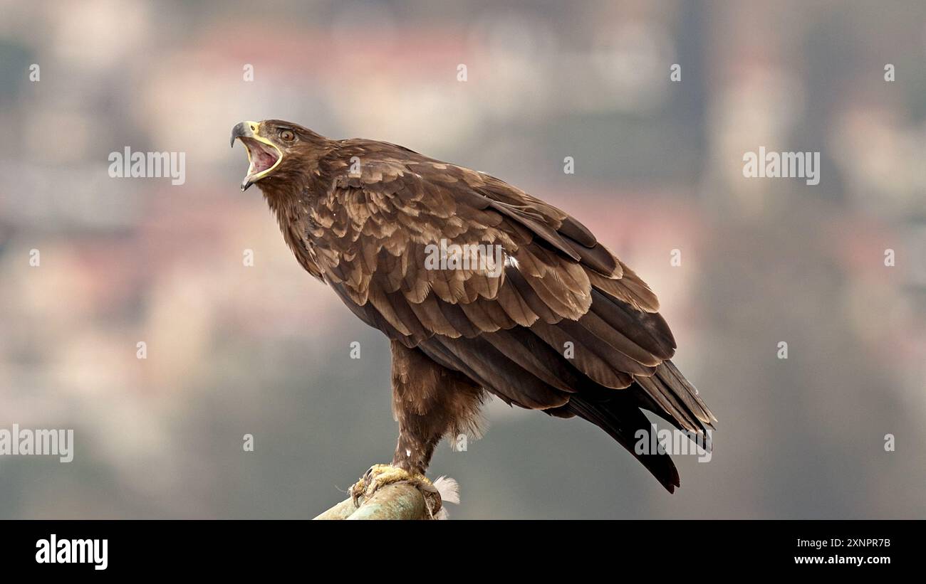 Greater spotted eagle Stock Photo - Alamy