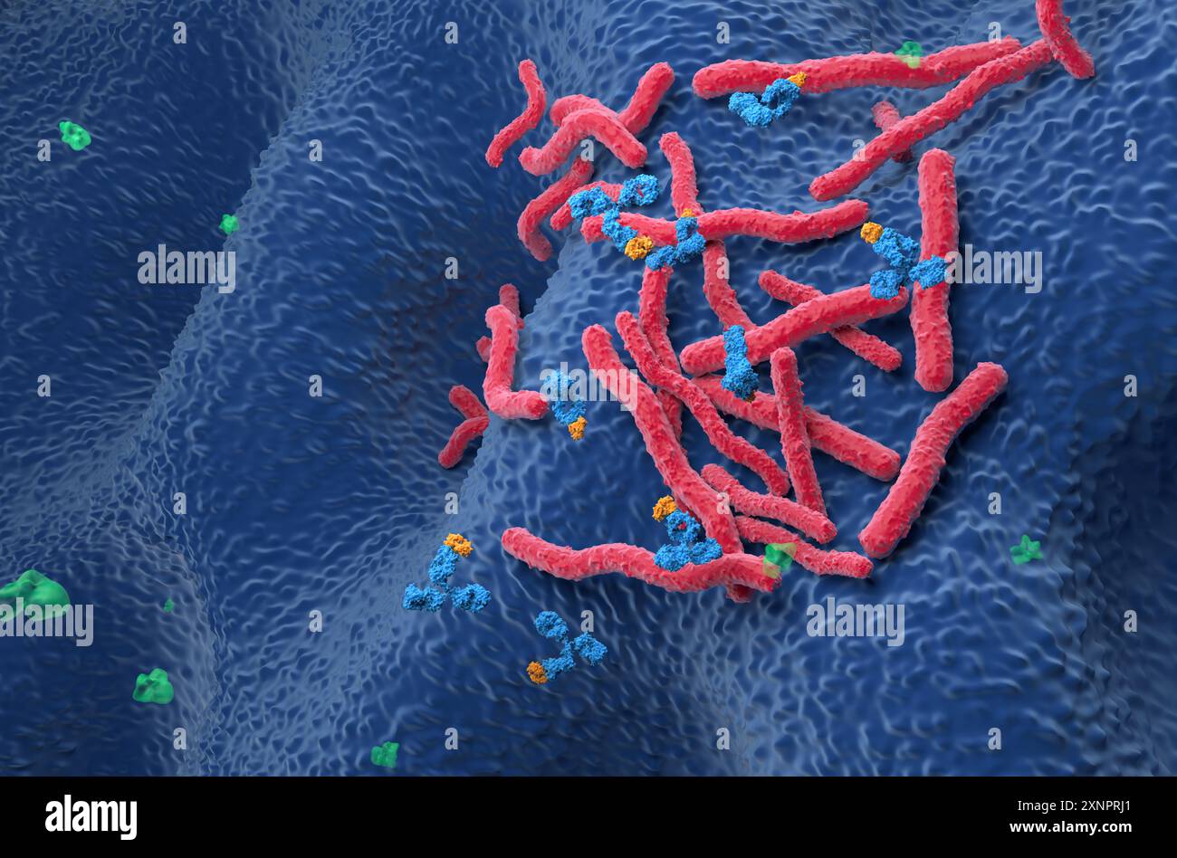 Gastritis helicobacter pylori hi-res stock photography and images - Alamy