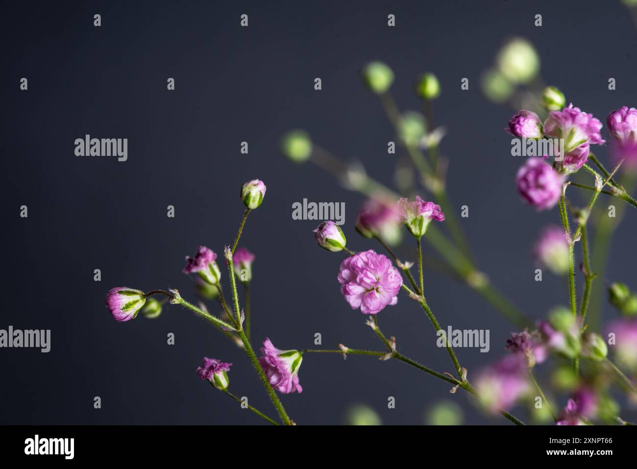 Buds stands hi-res stock photography and images - Alamy