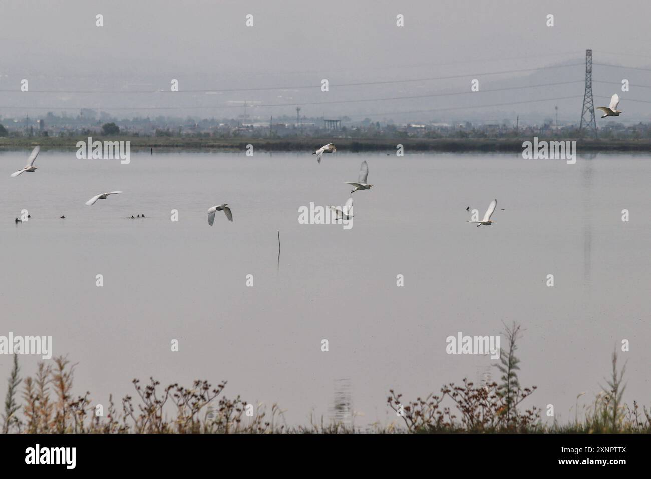 Lake Texcoco Ecological Park Seagulls fly over Lake of Texcoco. The ...