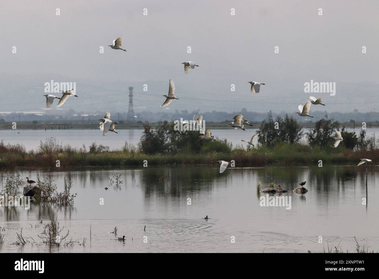Lake Texcoco Ecological Park Seagulls fly over Lake of Texcoco. The ...