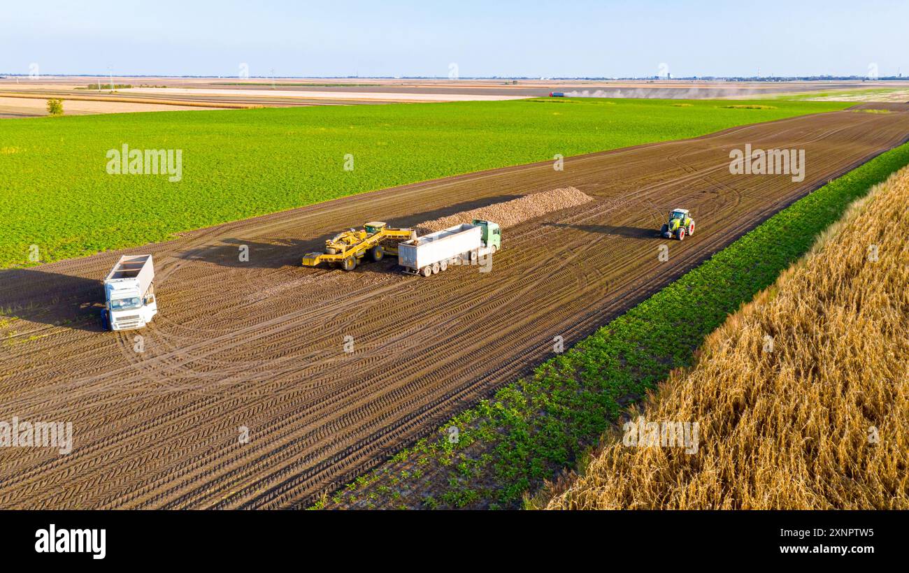 Above view, agricultural loader as transferring freshly harvested ...