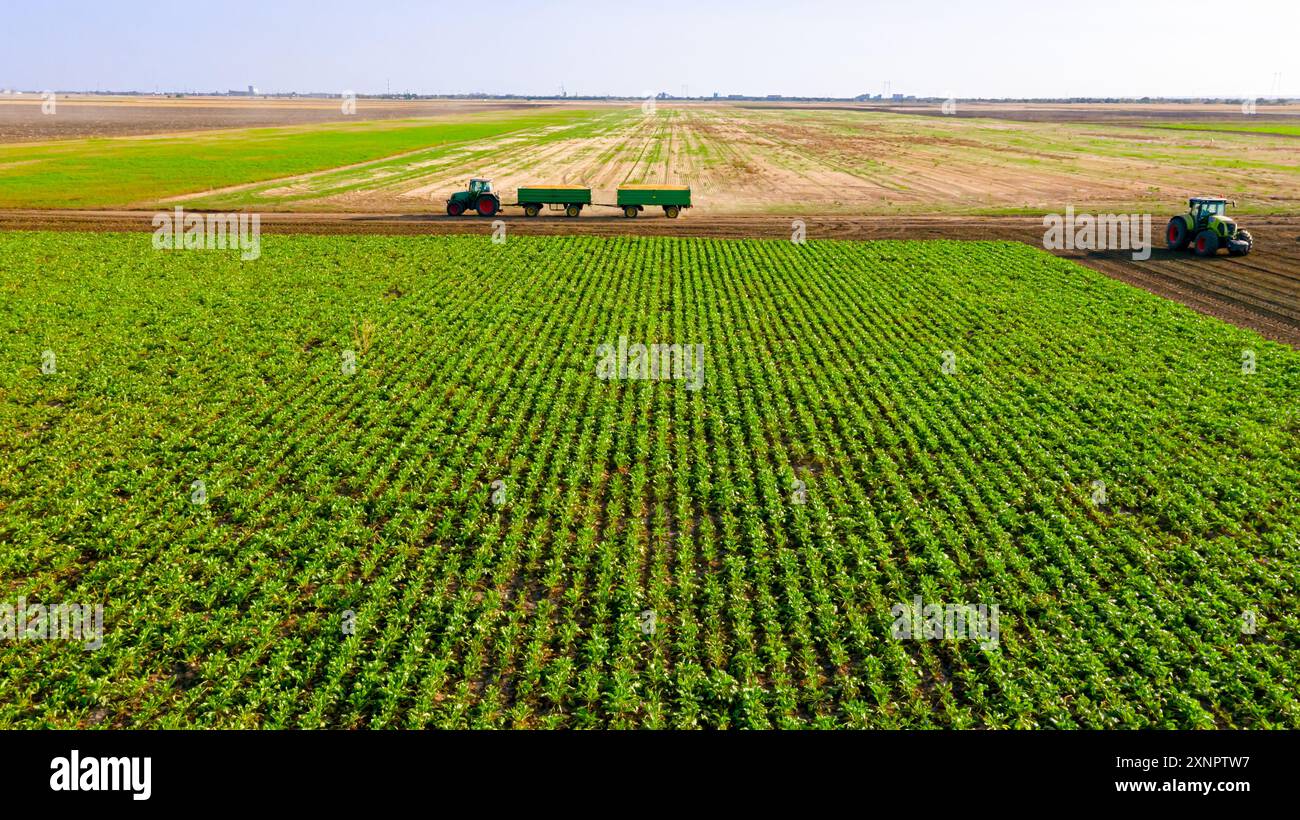 Above view on tractor with two trailers, full with harvested maize ...
