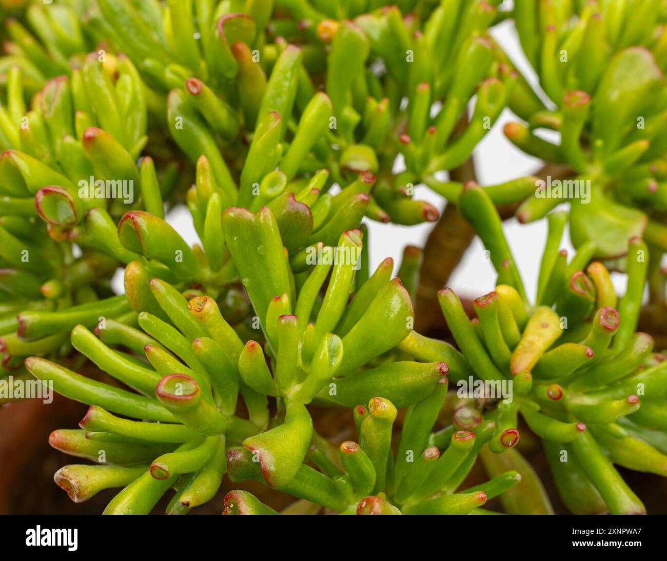 Crassula ovata gollum succulent plant with tubular, trumpet shaped ...