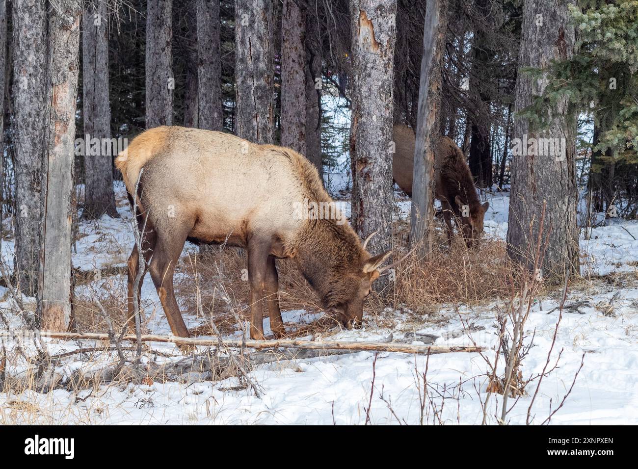 A herd of North American elk grazing in the snow at Banff National Park ...