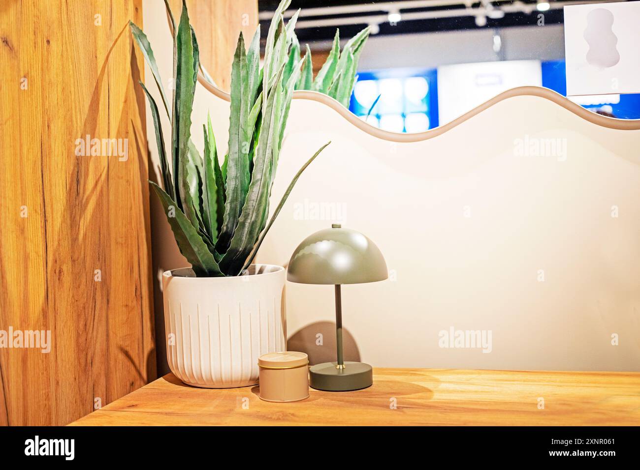 succulent flower aloe vera on the table near the lamp with a mirror ...