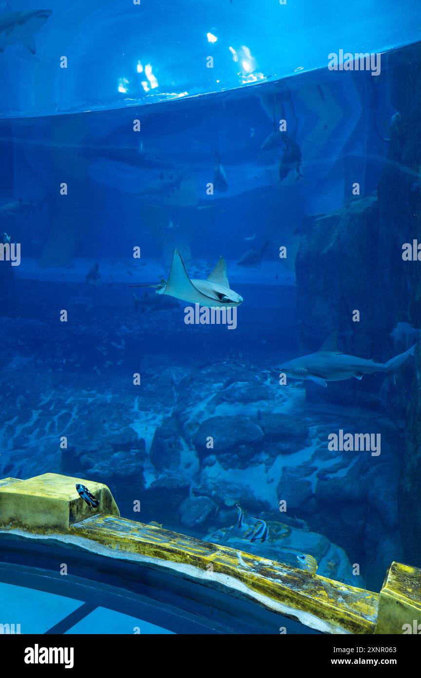 A striking underwater view showcasing a unrecognizable underwater scene ...