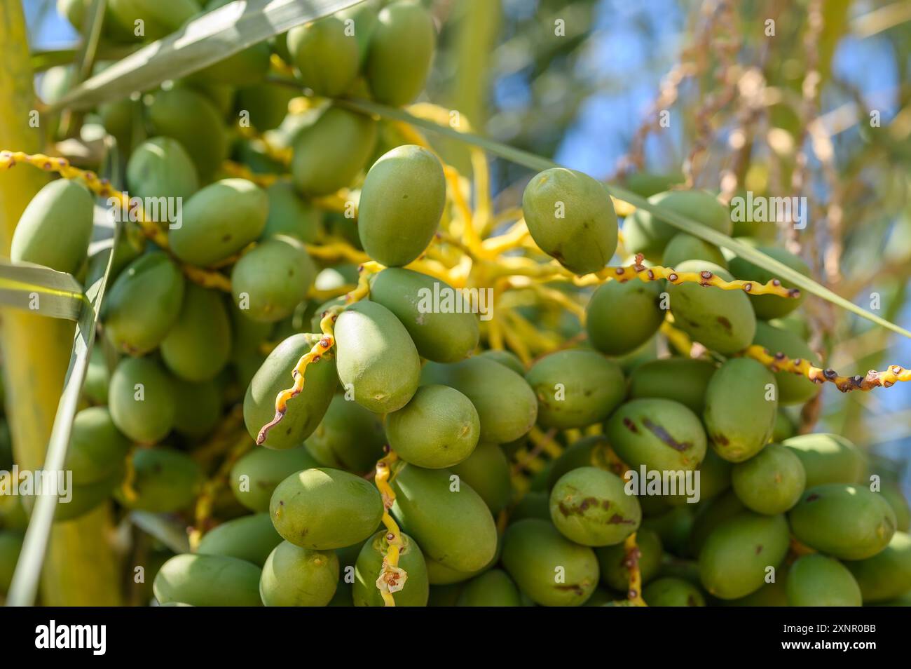close up of fresh young green date fruits bunch hanging on the date ...