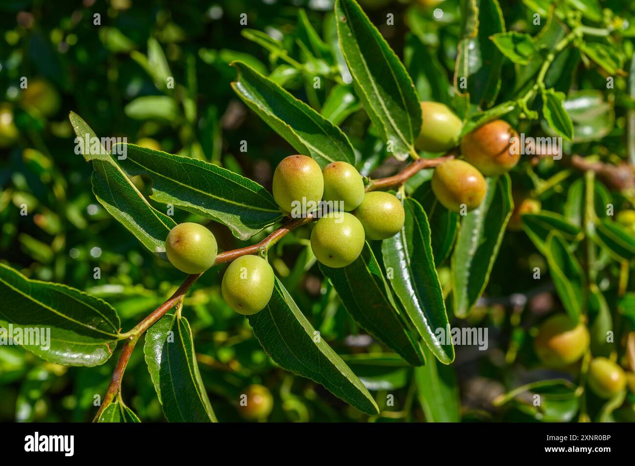 Jujube fruit and tree.Ziziphus is a genus of about 40 species of spiny ...