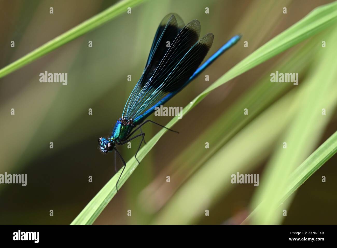 Damselfly anatomy hi-res stock photography and images - Alamy