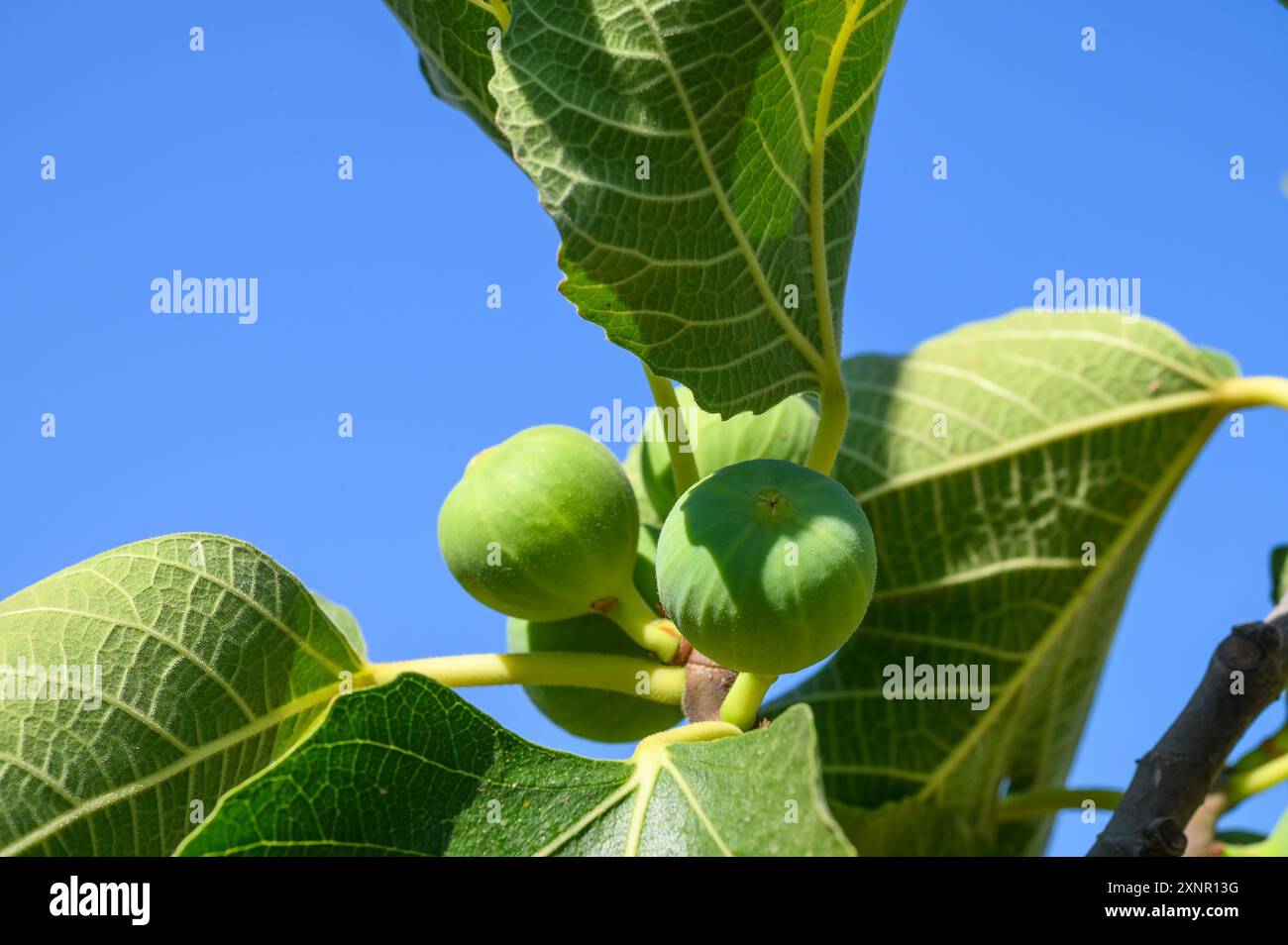 Green raw figs on the branch of a fig tree Stock Photo - Alamy