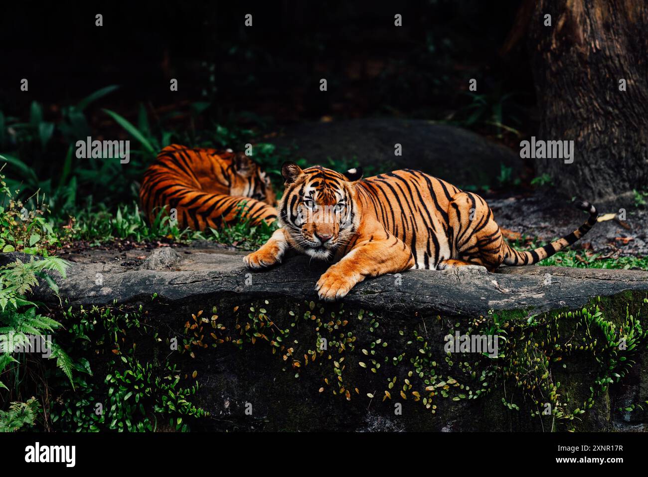 Two Bengal tigers resting on a rock in a lush green forest setting ...