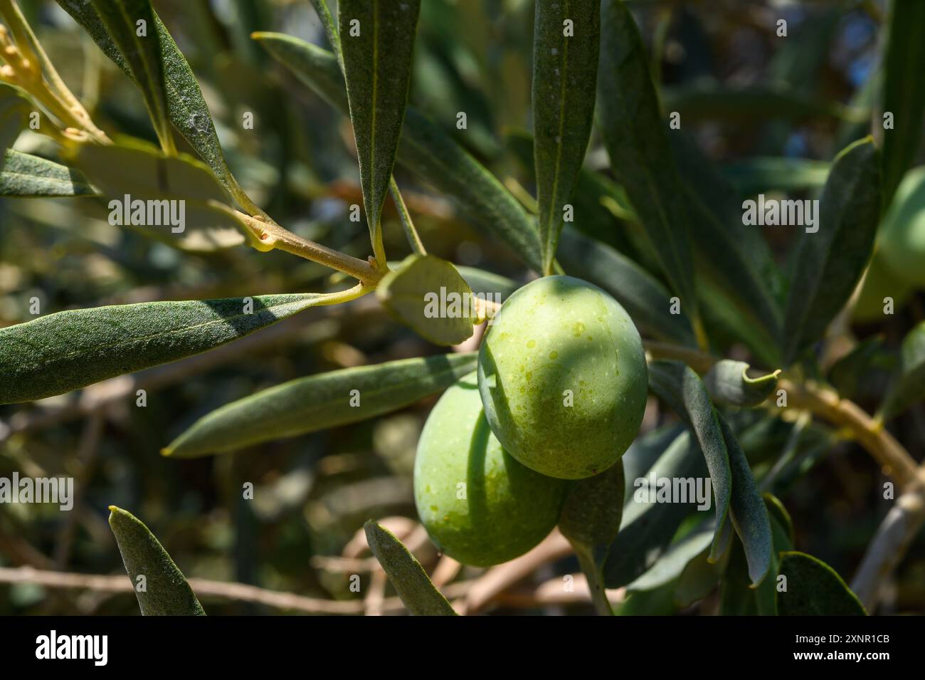 Detail of olive tree branch Stock Photo - Alamy