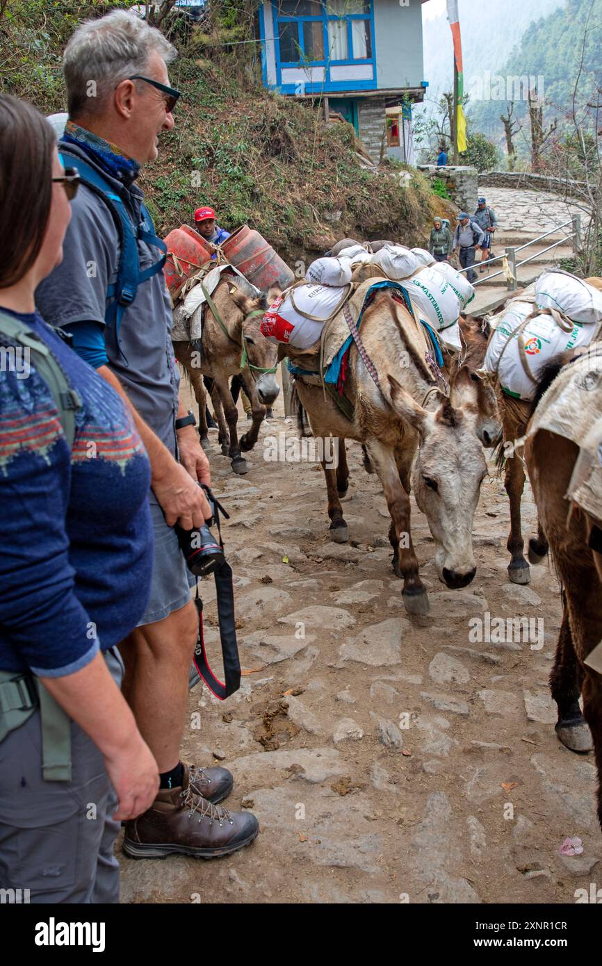 Mule trekking hi-res stock photography and images - Alamy