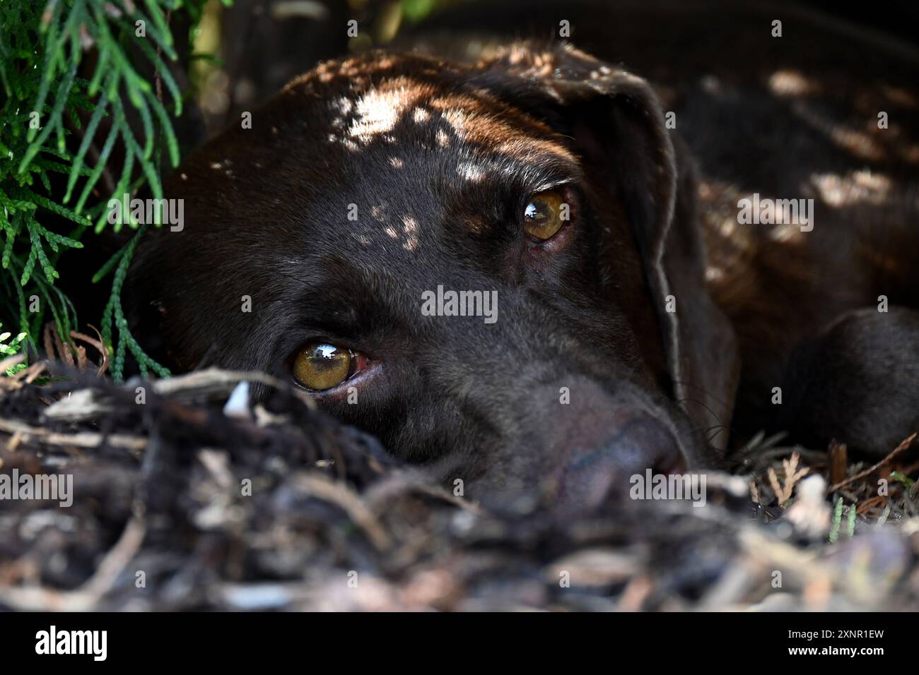 Head of brown dog lying on the ground in the shade under shady bush ...
