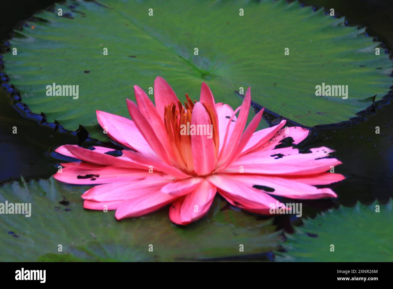Lotus flowers are in full bloom at a park in Sanya City, southernmost ...