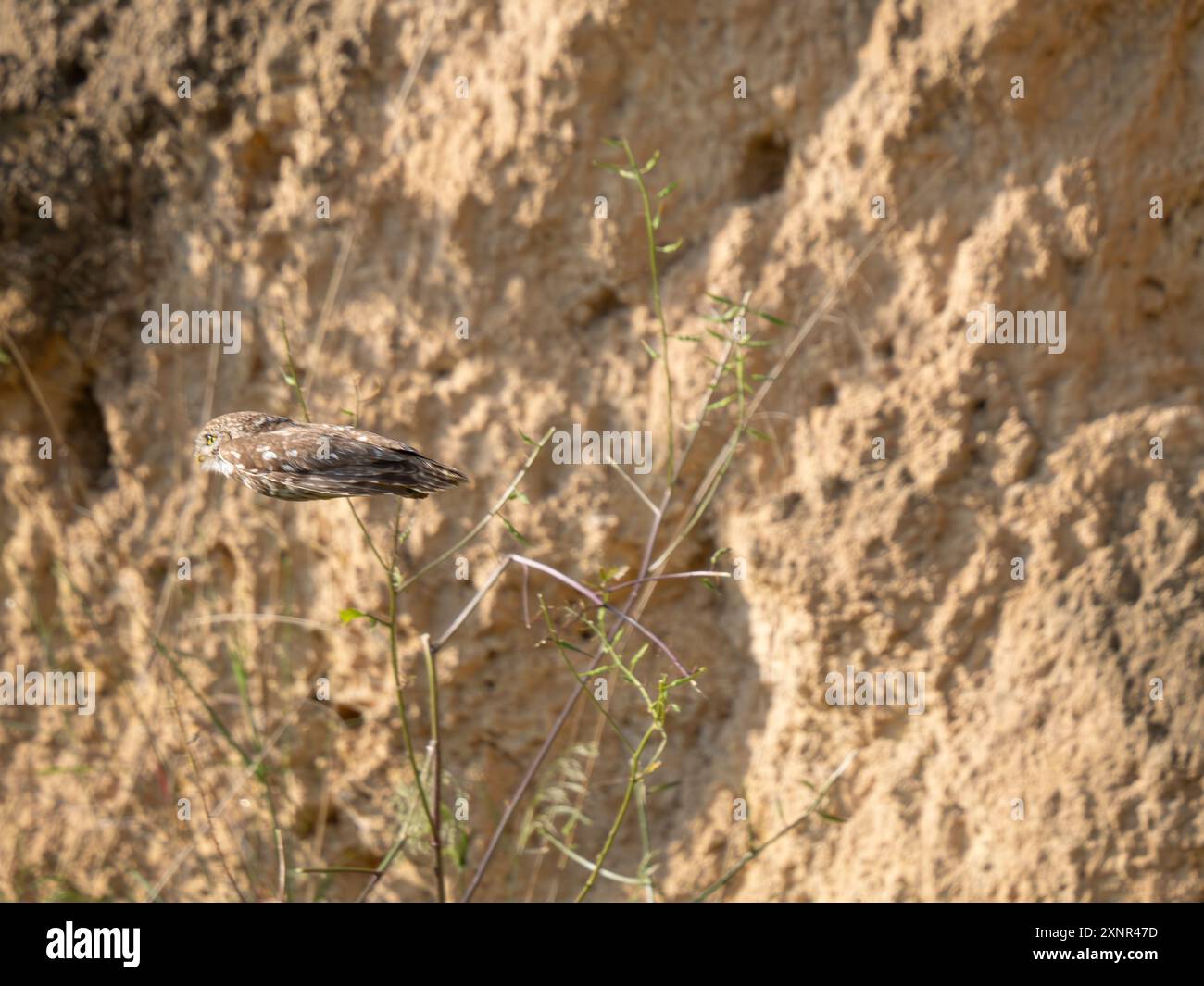 Little Owl in Rock Desert Terrain Stock Photo - Alamy