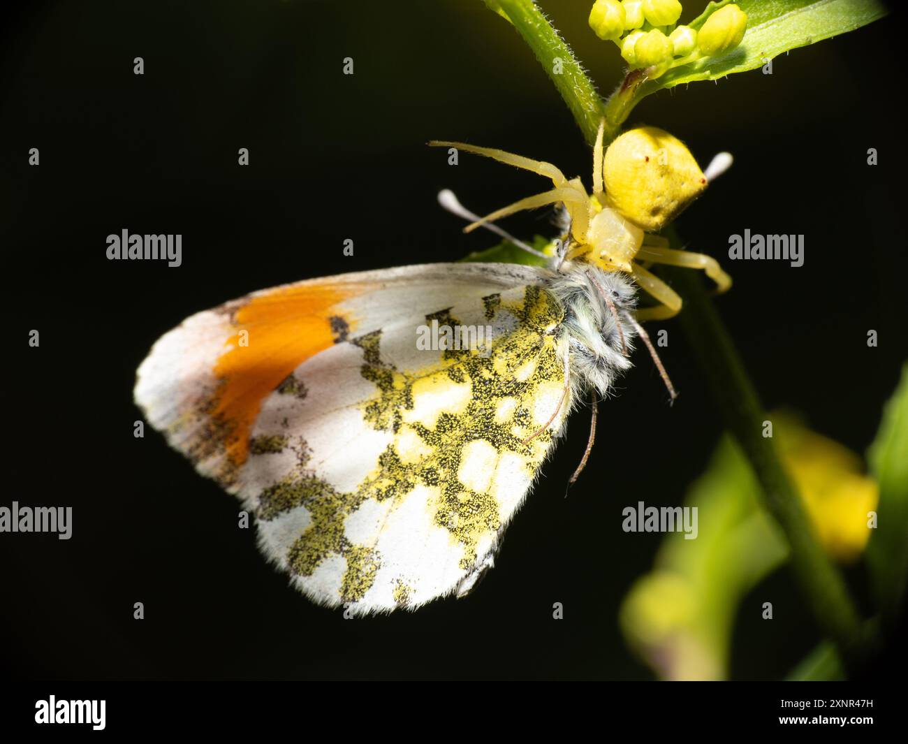 Crab Spider Camouflaged as a Yellow Flower Capturing a Butterfly Stock ...